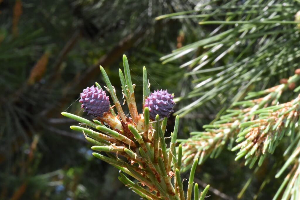 Japanese Red Pine (Pinus densiflora): Characteristics, Symbolism & Care ...